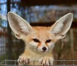 Fennec Fox – Facts, Size, Lifespan, Habitat, and Pictures