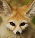 Fennec Fox – Facts, Size, Lifespan, Habitat, and Pictures