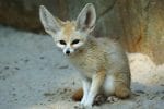 Fennec Fox – Facts, Size, Lifespan, Habitat, and Pictures
