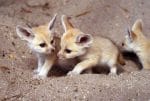 Fennec Fox – Facts, Size, Lifespan, Habitat, and Pictures