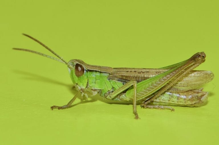 Grasshopper Facts, Types, Diet, Reproduction, Classification, Pictures