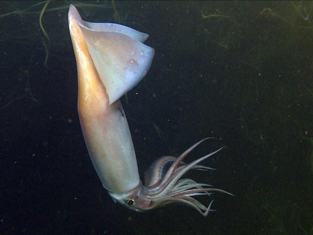 Squid Facts, Types, Diet, Reproduction, Classification, Pictures