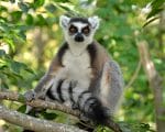 Lemur Facts, Types, Diet, Reproduction, Classification, Pictures