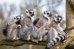 Lemur Facts, Types, Diet, Reproduction, Classification, Pictures