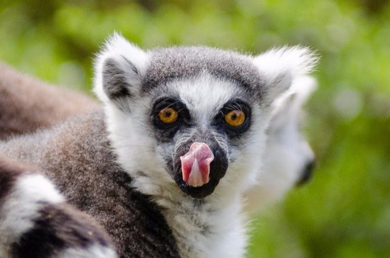 Lemur Facts, Types, Diet, Reproduction, Classification, Pictures