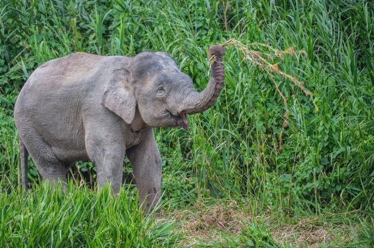 Borneo Elephant – Facts, Characteristics, Size, Diet, and Pictures