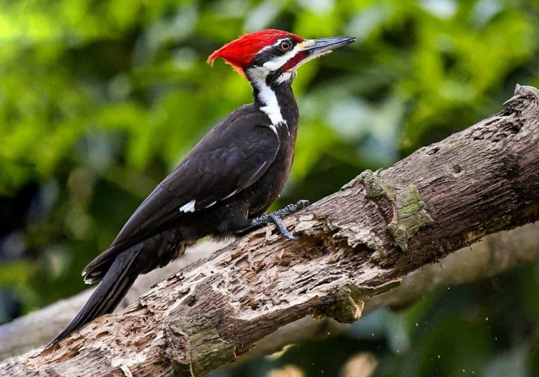 Pileated Woodpecker Facts Size Sounds Habitat And Pictures