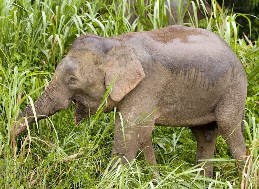 Borneo Elephant – Facts, Characteristics, Size, Diet, and Pictures