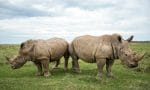 Rhino Facts, Types, Diet, Reproduction, Classification, Pictures