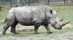 Rhino Facts, Types, Diet, Reproduction, Classification, Pictures