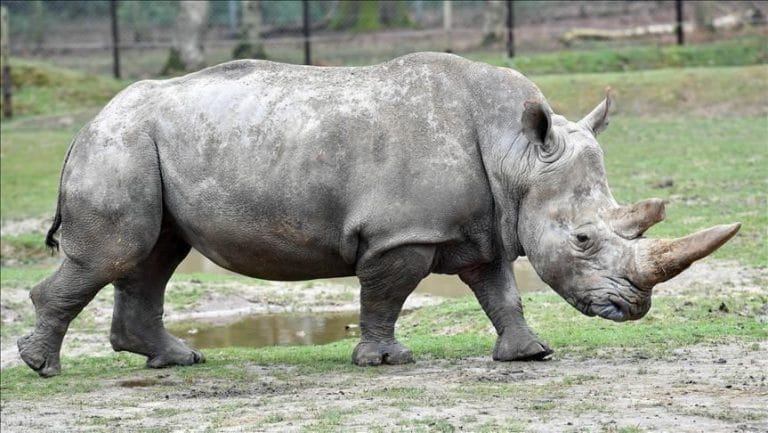 Rhino Facts, Types, Diet, Reproduction, Classification, Pictures