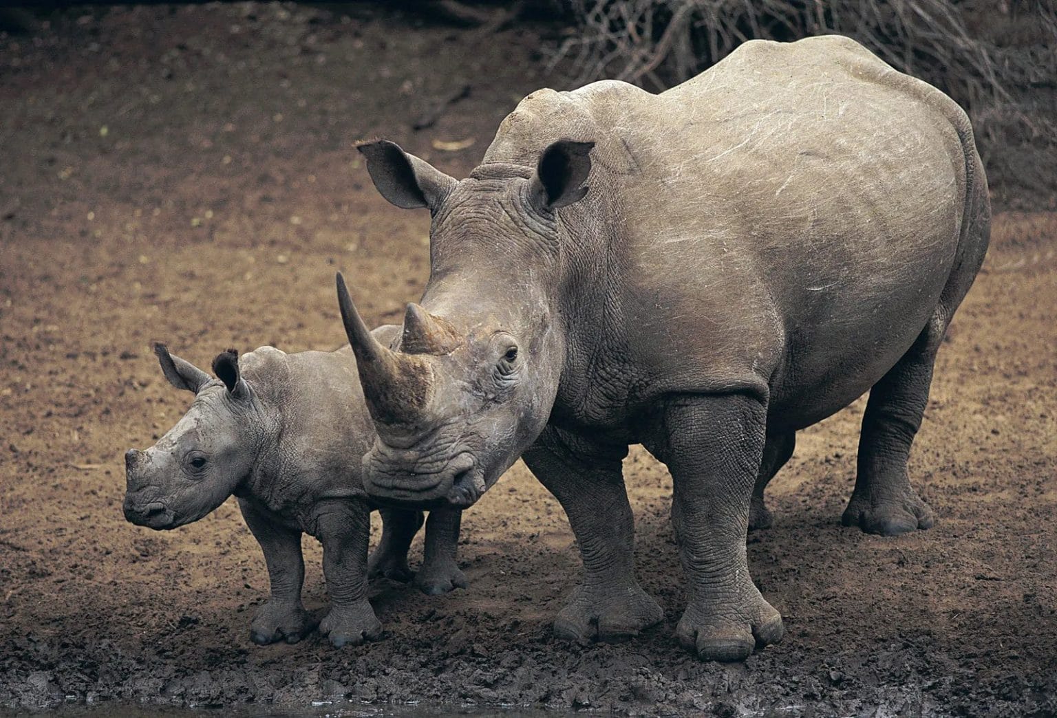 Rhino Facts, Types, Diet, Reproduction, Classification, Pictures
