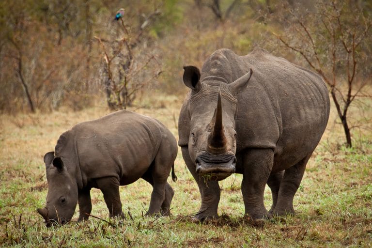 Rhino Facts, Types, Diet, Reproduction, Classification, Pictures