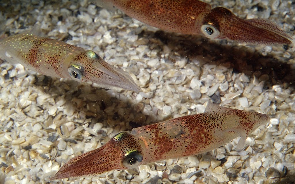 Squid Facts, Types, Diet, Reproduction, Classification, Pictures