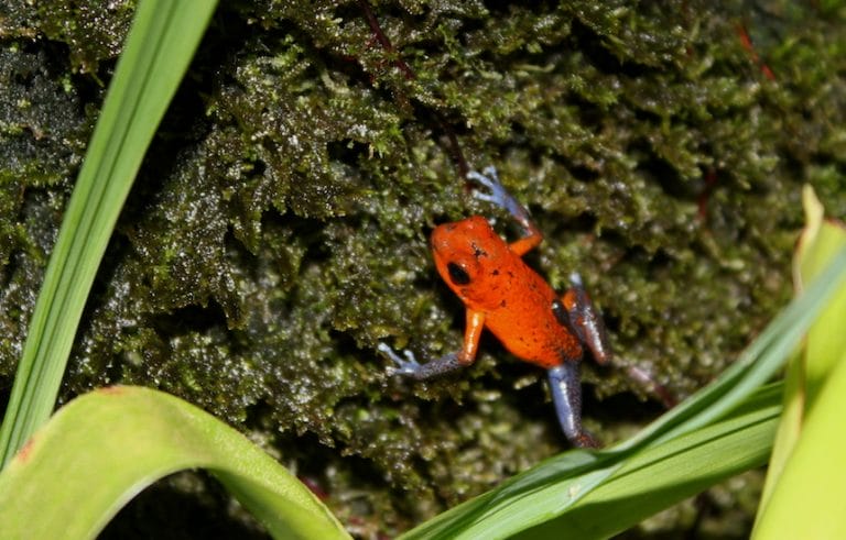 Strawberry Poison Dart Frog– Facts, Size, Diet, and Pictures