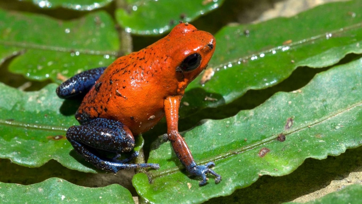 Strawberry Poison Dart Frog– Facts, Size, Diet, and Pictures