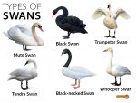 Swan Facts, Types, Diet, Reproduction, Classification, Pictures
