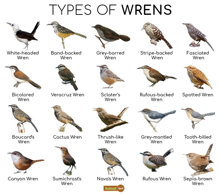 Wren Facts, Types, Diet, Reproduction, Classification, Pictures