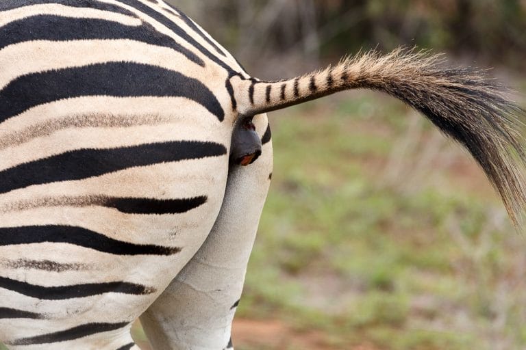 Zebra Facts, Types, Diet, Reproduction, Classification, Pictures