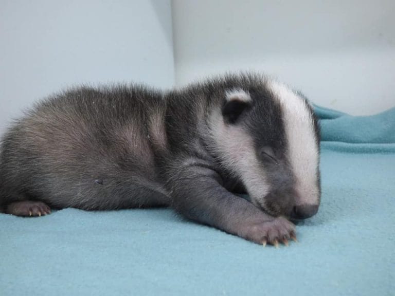 Badger Types, Facts, Diet, Reproduction, Classification, Pictures