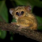 Philippine Tarsier – Facts, Size, Habitat, and Pictures