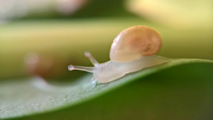 Snail Facts, Types, Diet, Reproduction, Classification, Pictures