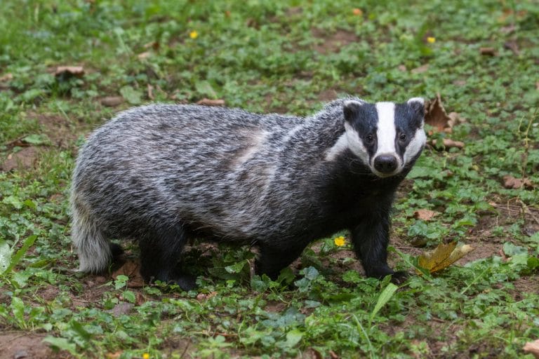 Badger Types, Facts, Diet, Reproduction, Classification, Pictures