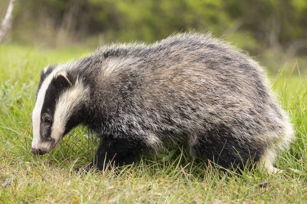 Badger Types, Facts, Diet, Reproduction, Classification, Pictures