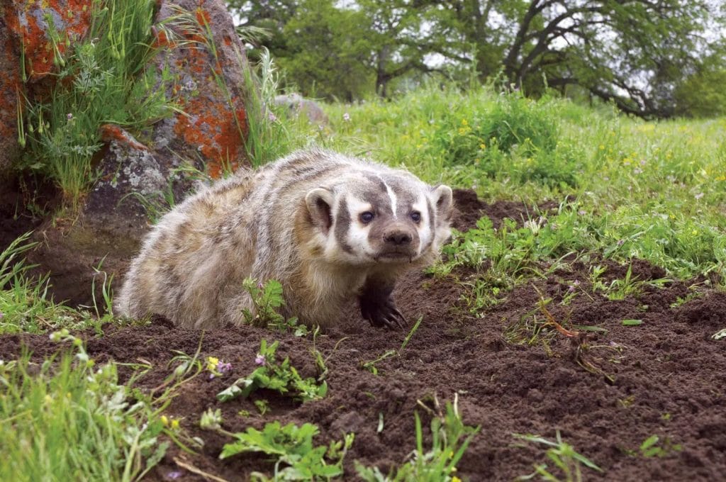 Badger Types, Facts, Diet, Reproduction, Classification, Pictures