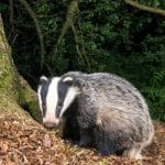 Badger Types, Facts, Diet, Reproduction, Classification, Pictures