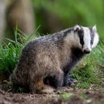 Badger Types, Facts, Diet, Reproduction, Classification, Pictures