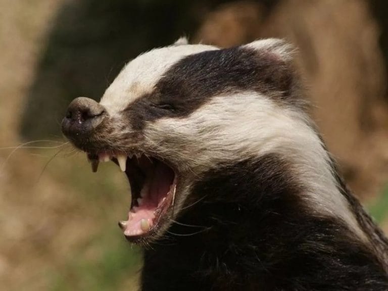 Badger Types, Facts, Diet, Reproduction, Classification, Pictures