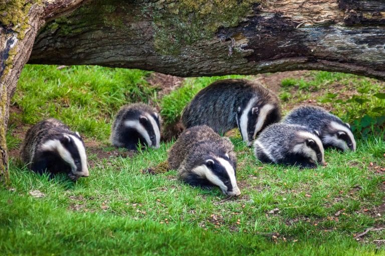 Badger Types, Facts, Diet, Reproduction, Classification, Pictures