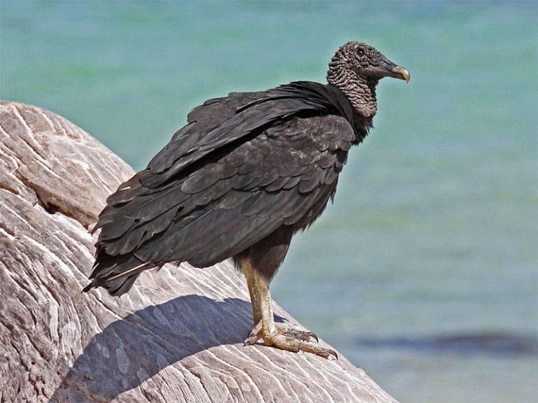 Black Vulture – Facts, Size, Sounds, Habitat, and Pictures
