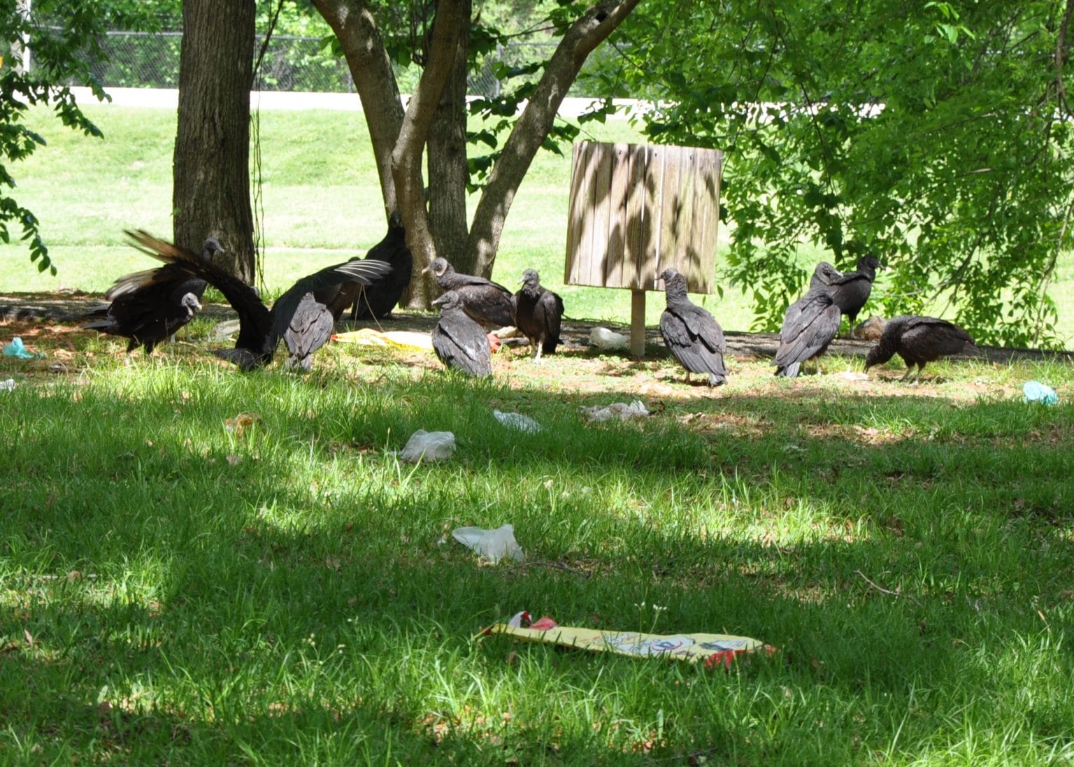 Black Vulture – Facts, Size, Sounds, Habitat, and Pictures