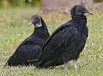 Black Vulture – Facts, Size, Sounds, Habitat, and Pictures