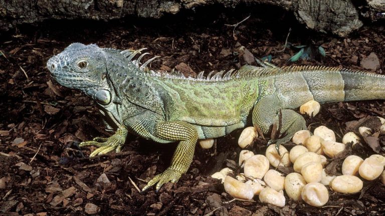 Iguana Facts, Types, Diet, Reproduction, Classification, Pictures