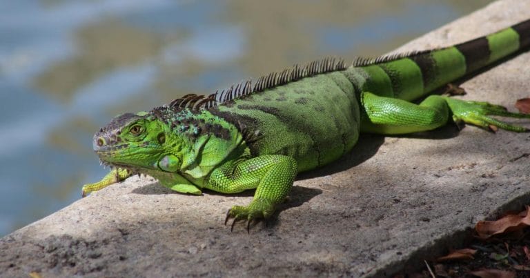 Iguana Facts, Types, Diet, Reproduction, Classification, Pictures Iguana Facts, Types, Diet, Reproduction, Classification, Pictures