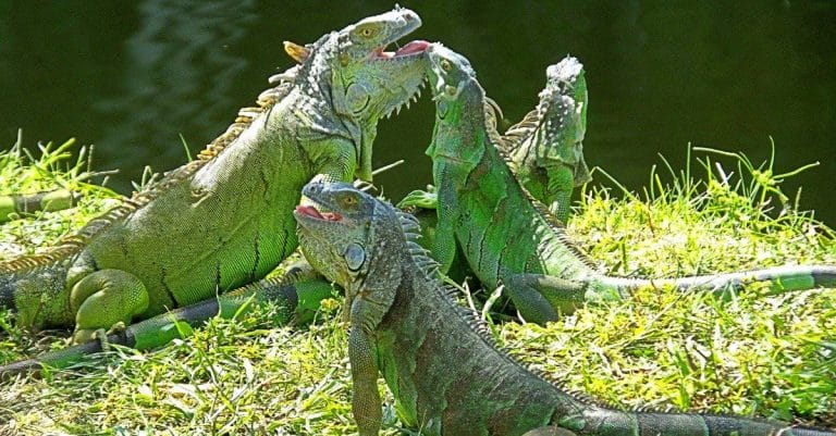 Iguana Facts, Types, Diet, Reproduction, Classification, Pictures