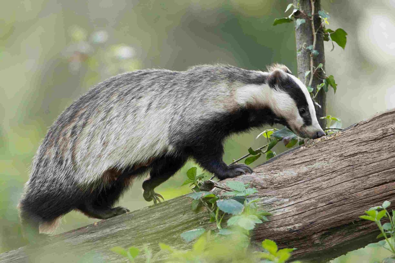 Badger Types, Facts, Diet, Reproduction, Classification, Pictures