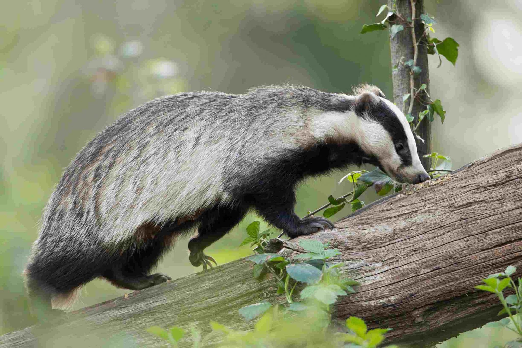 Badger Types, Facts, Diet, Reproduction, Classification, Pictures