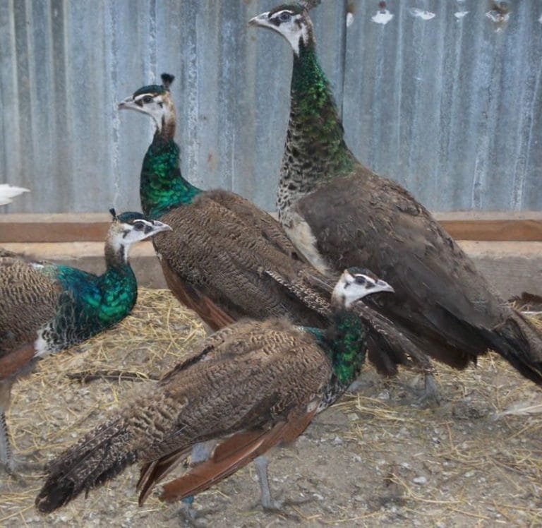 Peacock Facts, Types, Plumage, Diet, Reproduction, Classification, Pictures