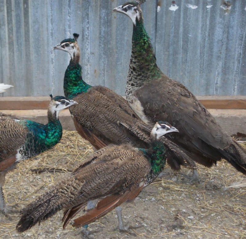 Peacock Facts, Types, Plumage, Diet, Reproduction, Classification, Pictures