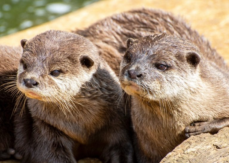 Otter Facts, Types, Diet, Reproduction, Classification, Pictures
