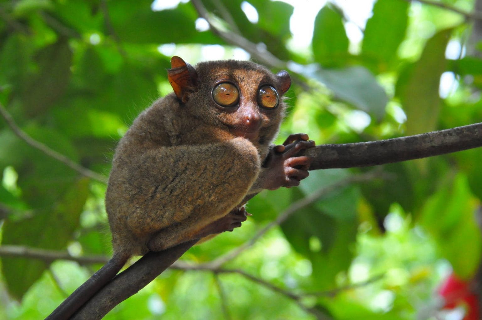 Philippine Tarsier – Facts, Size, Habitat, and Pictures