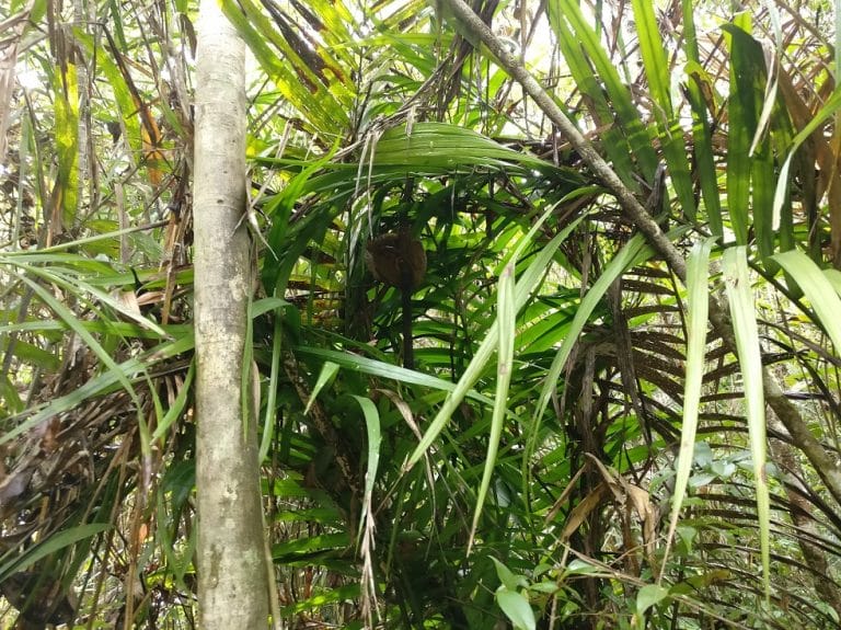 Philippine Tarsier – Facts, Size, Habitat, and Pictures