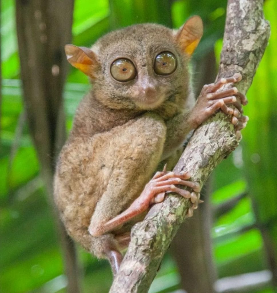 Philippine Tarsier – Facts, Size, Habitat, and Pictures