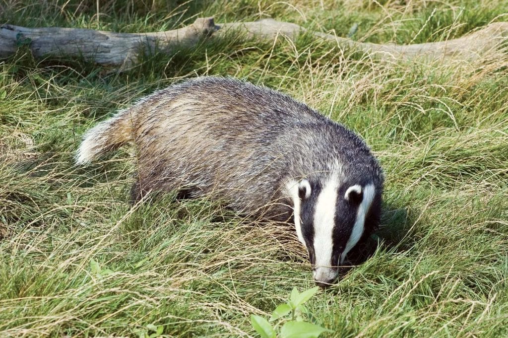 Badger Types, Facts, Diet, Reproduction, Classification, Pictures