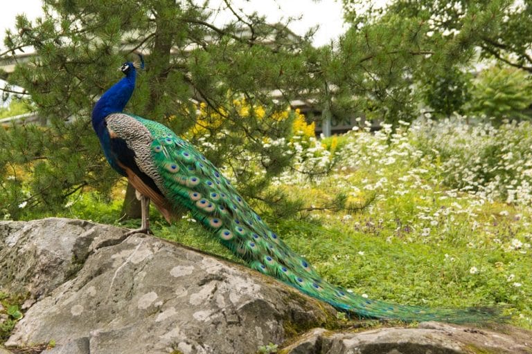 Peacock Facts, Types, Plumage, Diet, Reproduction, Classification, Pictures