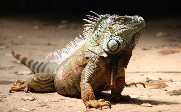 Iguana Facts, Types, Diet, Reproduction, Classification, Pictures